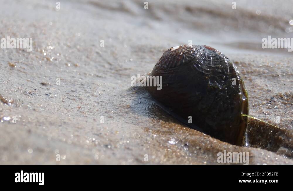 Pen shell Stock Videos & Footage - HD and 4K Video Clips - Alamy