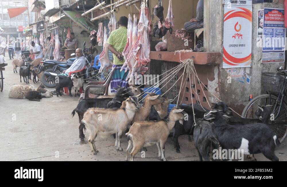 Butchered goat Stock Videos & Footage - HD and 4K Video Clips - Alamy
