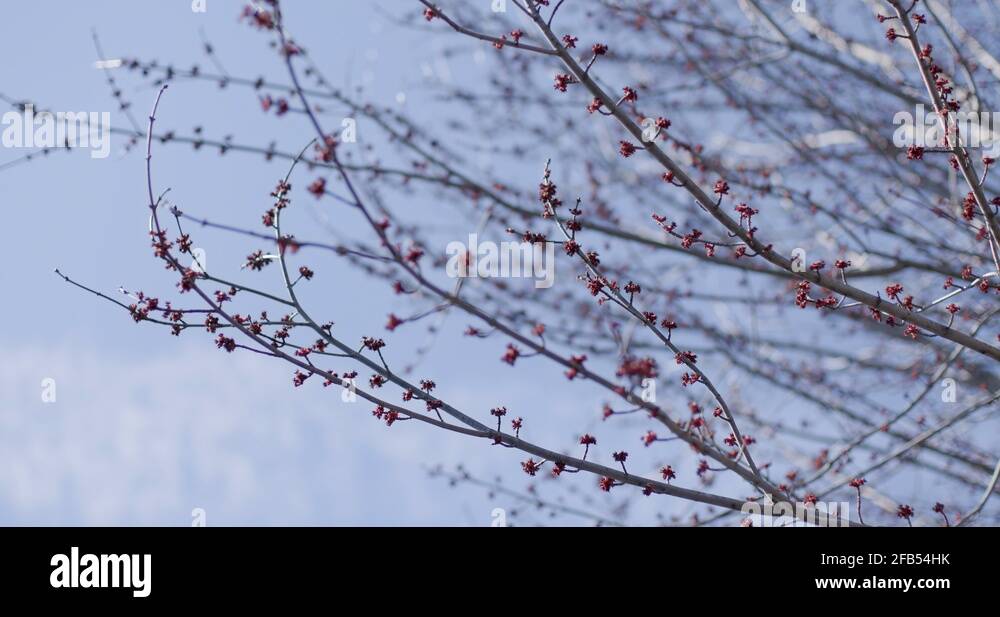 Branches red bud tree in Stock Videos & Footage - HD and 4K Video Clips ...
