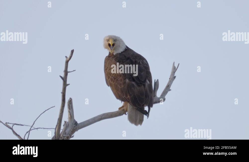 Eagle call Stock Videos & Footage - HD and 4K Video Clips - Alamy