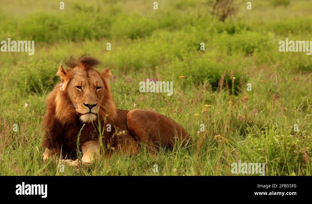 Relaxed lion Stock Videos & Footage - HD and 4K Video Clips - Alamy