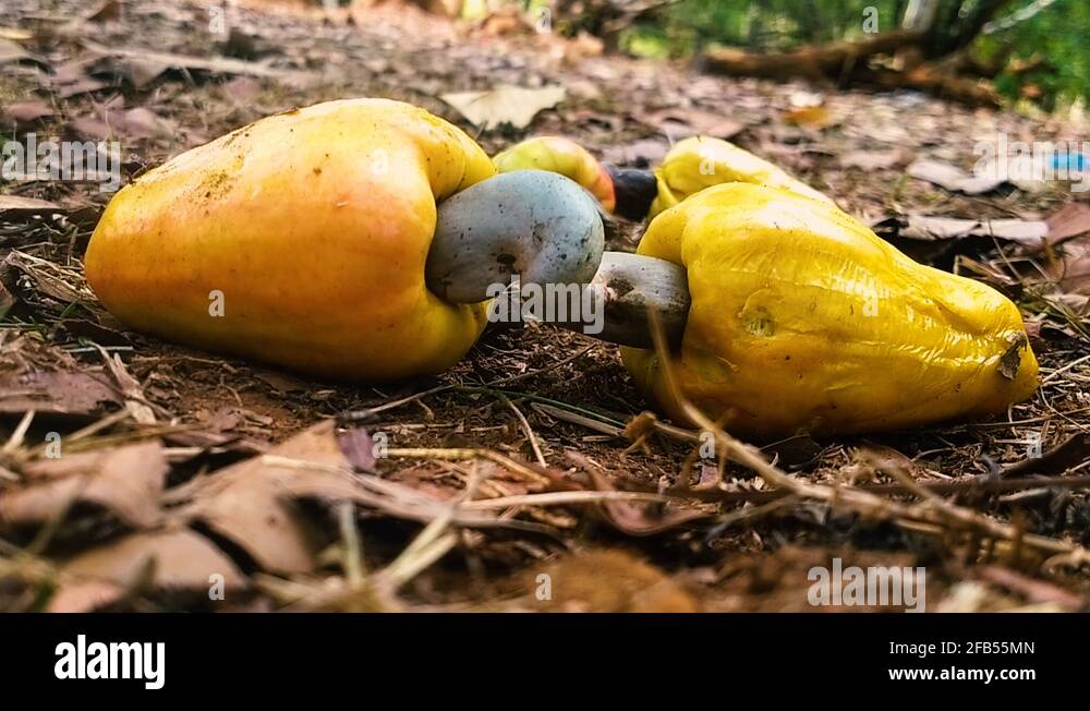 Seed orchard Stock Videos & Footage - HD and 4K Video Clips - Alamy