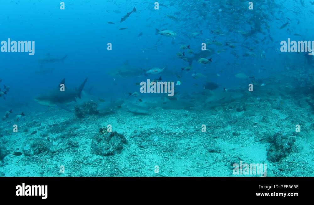 Underwater life sharks school fish Stock Videos & Footage - HD and 4K ...