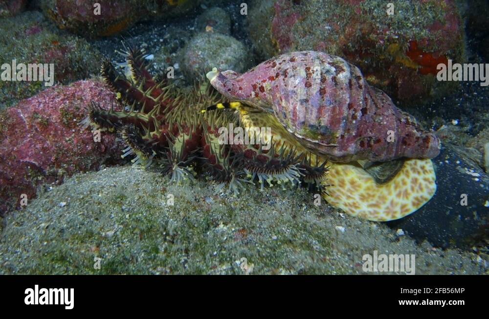 Close-Up: A Sea Snail Captured a Starfish to Eat in Big Island, Hawaii ...