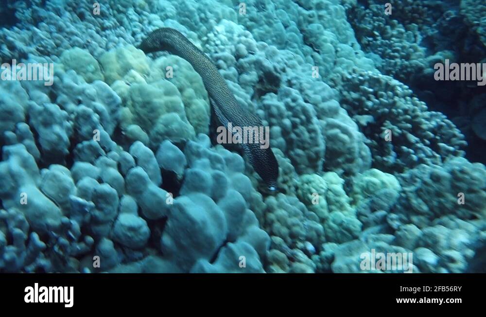 Underwater whitemouth moray eel swimming Stock Videos & Footage - HD ...