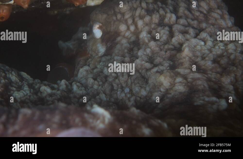 Octopus underwater art Stock Videos & Footage - HD and 4K Video Clips ...