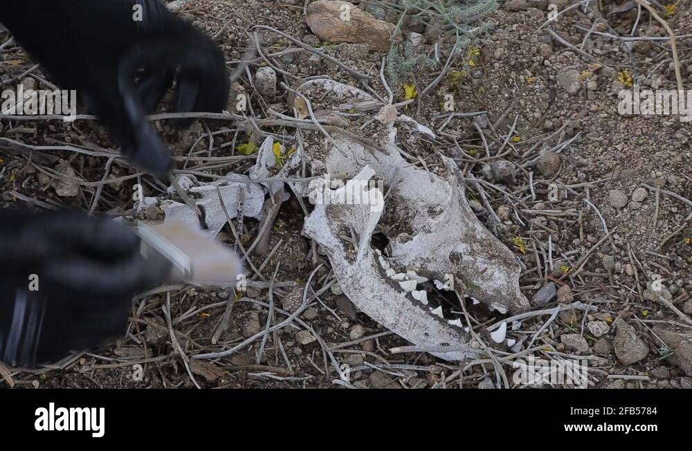 Archaeologist Stock Videos & Footage - HD and 4K Video Clips - Alamy