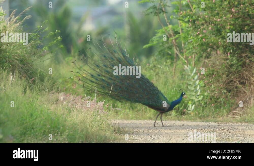 Fan tail display Stock Videos & Footage - HD and 4K Video Clips - Alamy