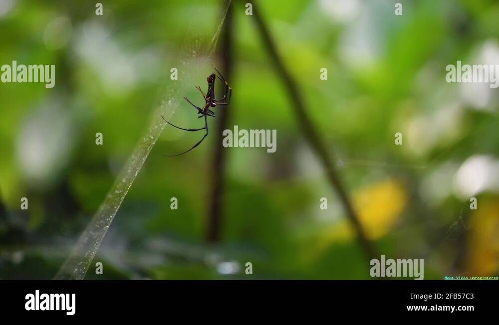 Scary looking spider Stock Videos & Footage - HD and 4K Video Clips - Alamy