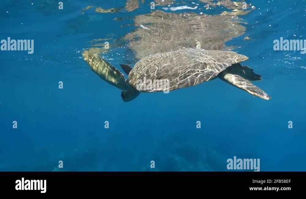 Sea turtle head breathing Stock Videos & Footage - HD and 4K Video ...