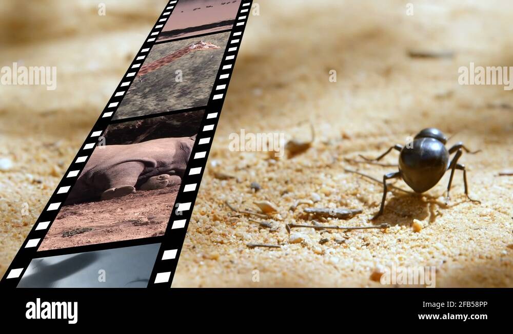 Marine bug Stock Videos & Footage - HD and 4K Video Clips - Alamy