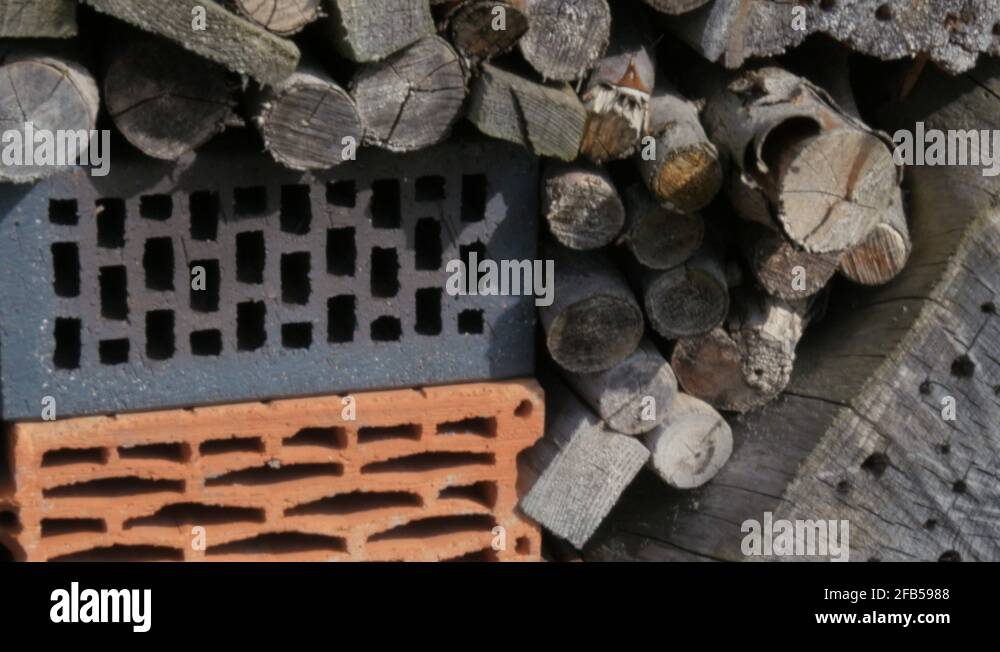 Shelter insects Stock Videos & Footage - HD and 4K Video Clips - Alamy