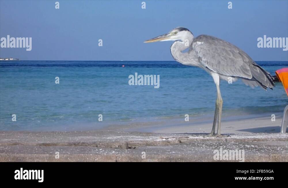 heron poops on the beach. A large fish-eating wading bird with long ...