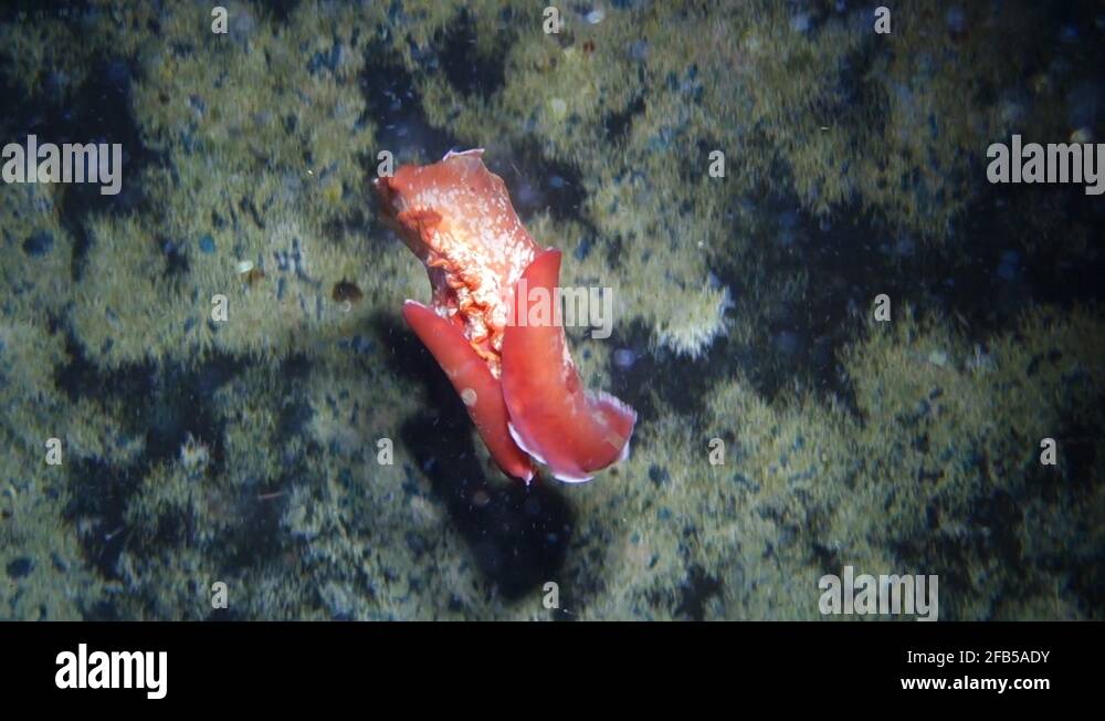 Spanish dancer sea slug Stock Videos & Footage - HD and 4K Video Clips ...