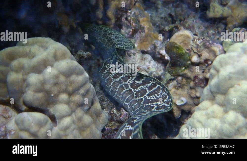 Underwater: Undulated Moray Eel Swimming in Amazing Coral Reef in Big ...
