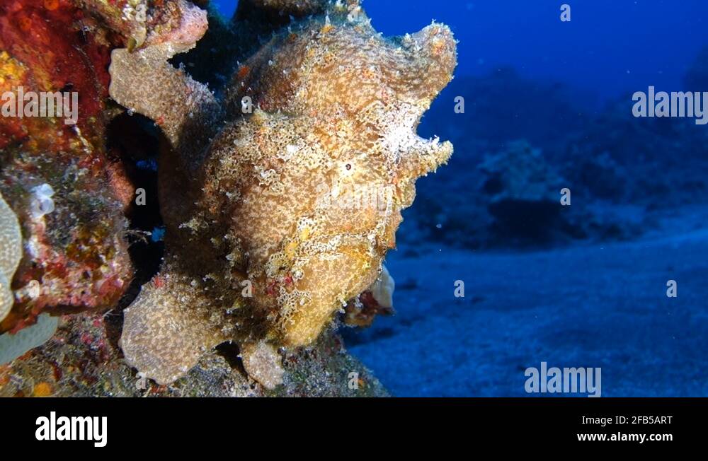 Frogfish coral Stock Videos & Footage - HD and 4K Video Clips - Alamy
