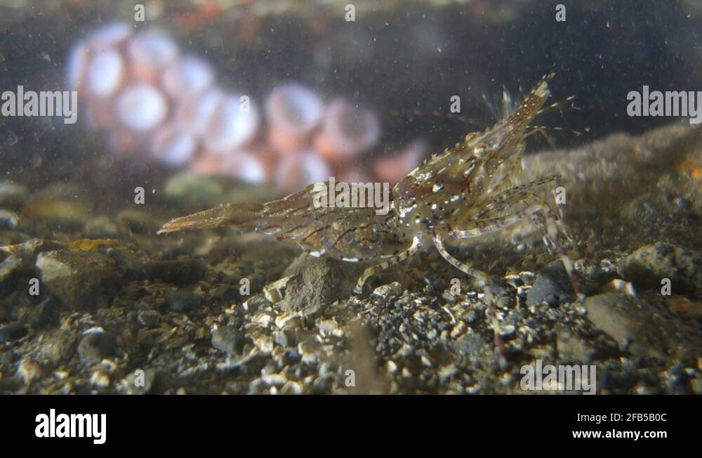 Octopus on arm Stock Videos & Footage - HD and 4K Video Clips - Alamy