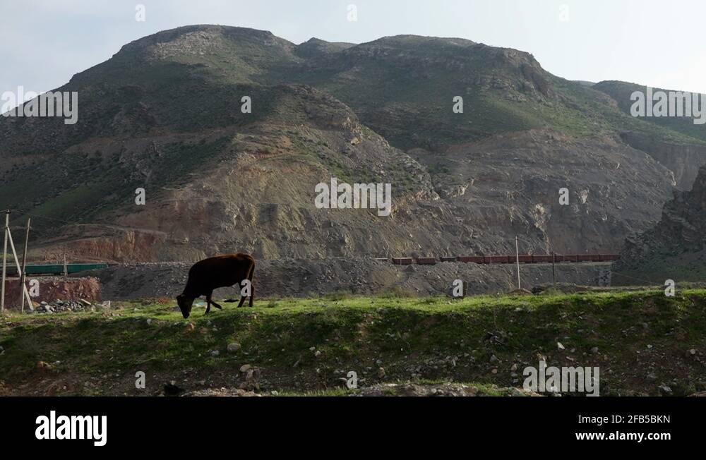 Train cow Stock Videos & Footage - HD and 4K Video Clips - Alamy