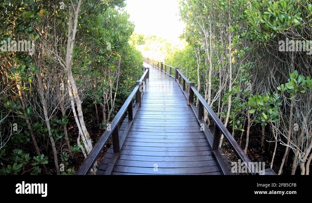 An outdoor scene of plants with plants Stock Videos & Footage - HD and ...