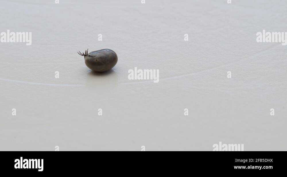 Tick laying upside down on a white background,ing legs and arms Stock ...