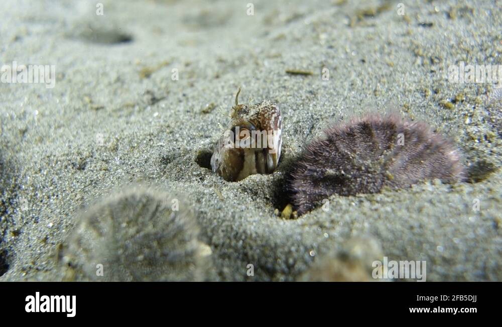 Hole in the head fish Stock Videos & Footage - HD and 4K Video Clips ...