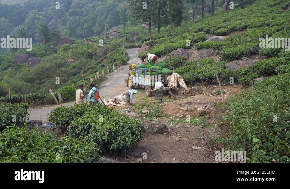 Munnar view Stock Videos & Footage - HD and 4K Video Clips - Alamy