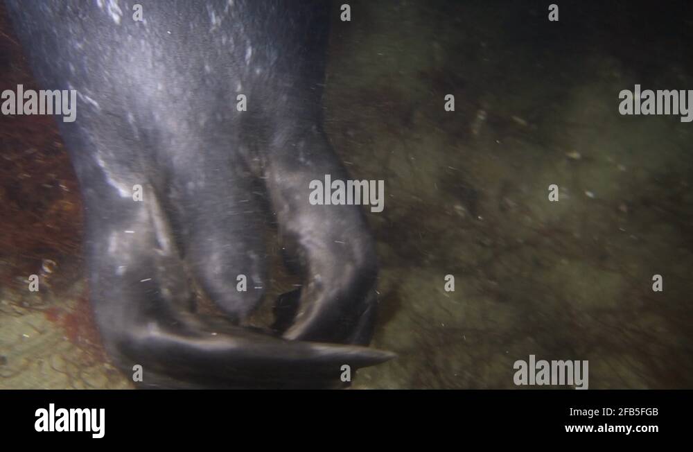 Seal back flippers Stock Videos & Footage - HD and 4K Video Clips - Alamy
