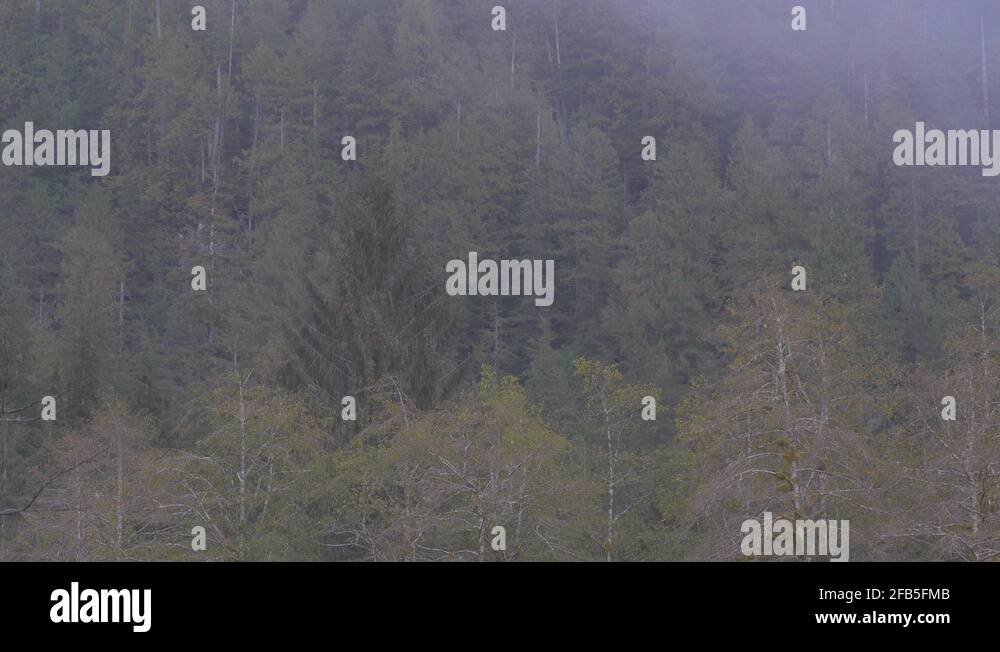 Close Up: Forest Trees with Fog Passing Overtop and Leave Falling in ...
