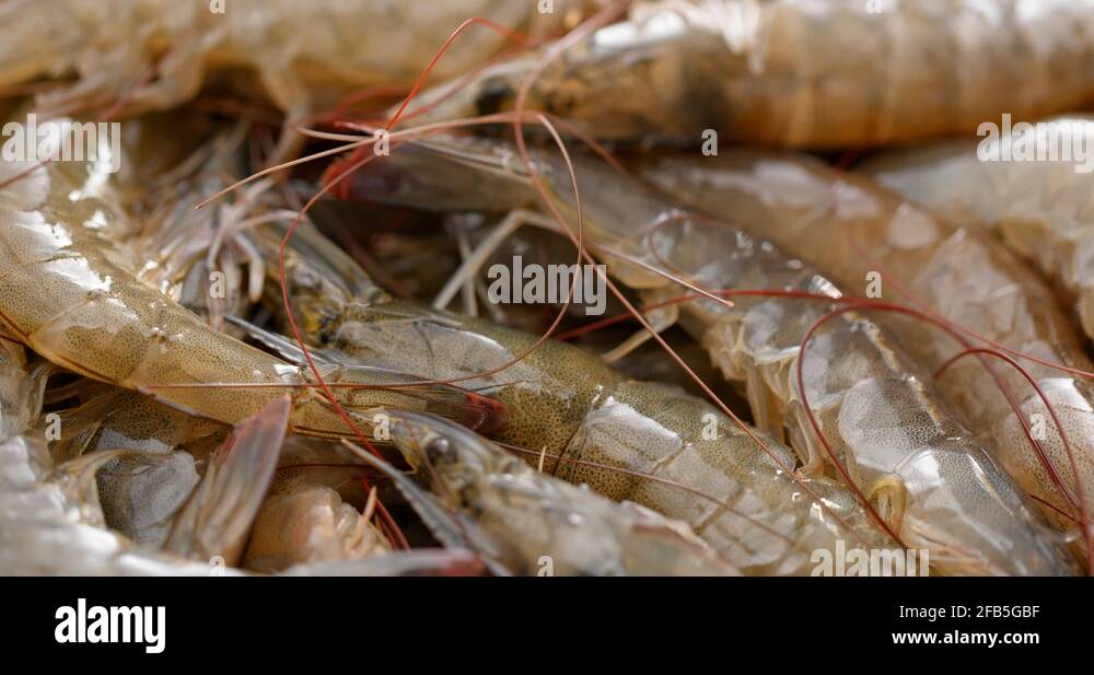 Shrimp uncooked Stock Videos & Footage - HD and 4K Video Clips - Alamy
