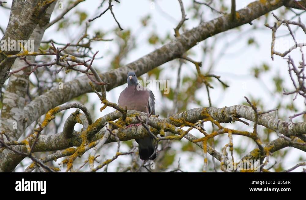 Columba palumbus flying Stock Videos & Footage - HD and 4K Video Clips ...