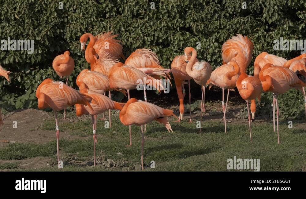 Caribbean flamingos Stock Videos & Footage - HD and 4K Video Clips - Alamy