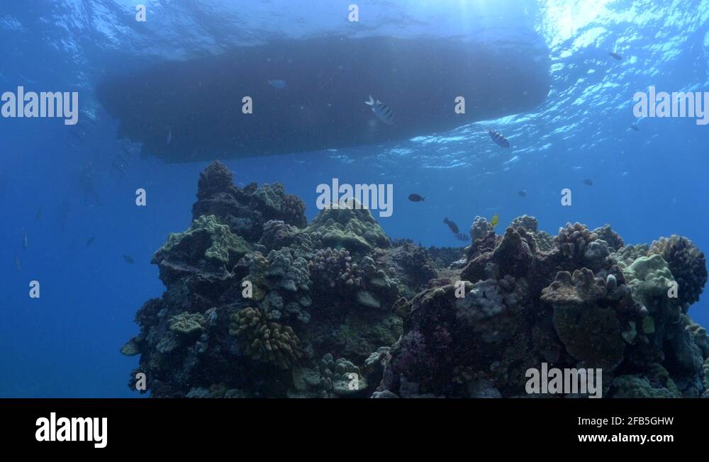 Close Up: Boat Floating In Water Above Coral Reef, Fish Swimming in Big ...