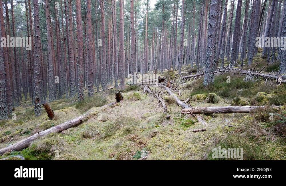 Aberdeenshire forest Stock Videos & Footage - HD and 4K Video Clips - Alamy