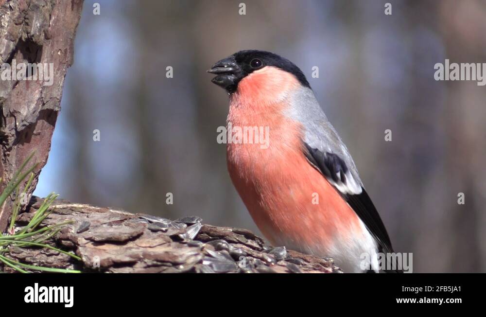 Male bullfinch fauna Stock Videos & Footage - HD and 4K Video Clips - Alamy