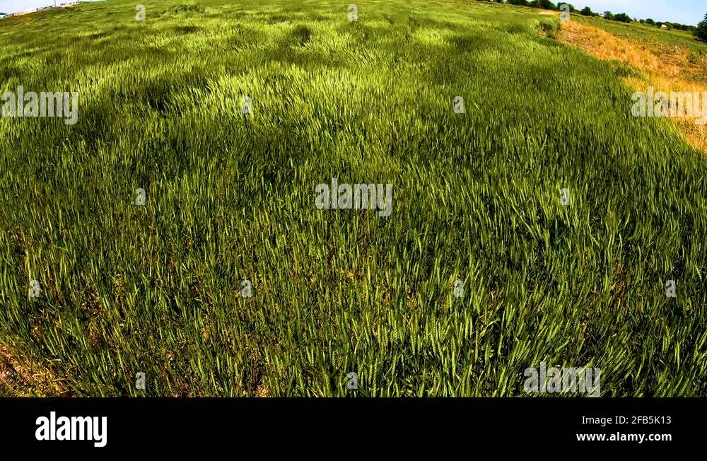 A wind blown field of freshly growing hay. Wind whipping the stalks as ...