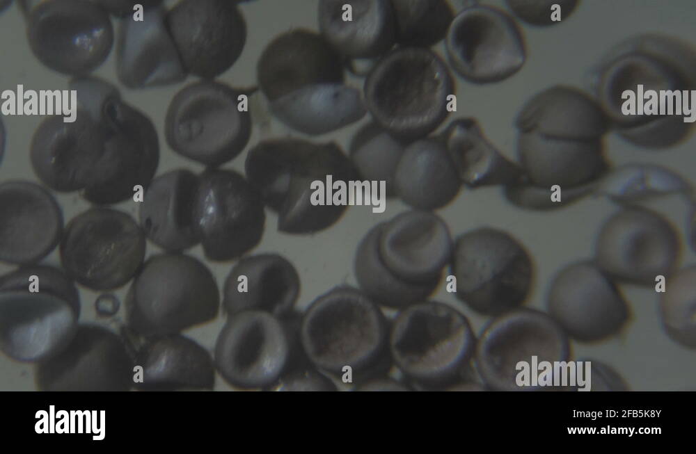 Eggs of brine shrimp under microscope. The microscopic world. Artemia ...