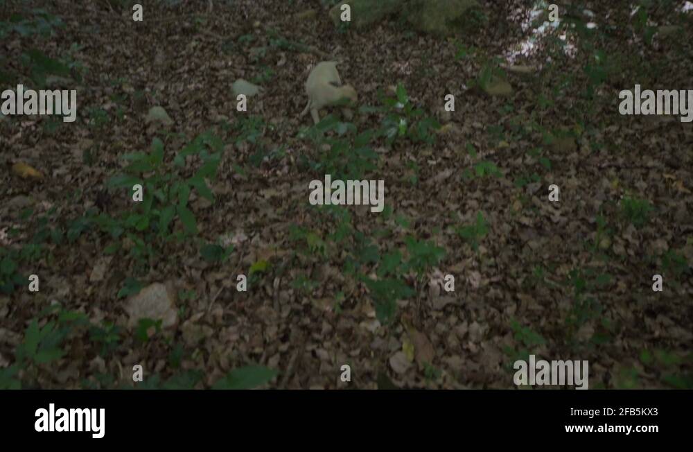 Puppy tails Stock Videos & Footage - HD and 4K Video Clips - Alamy