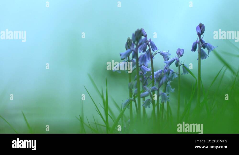 Fog flower Stock Videos & Footage - HD and 4K Video Clips - Alamy