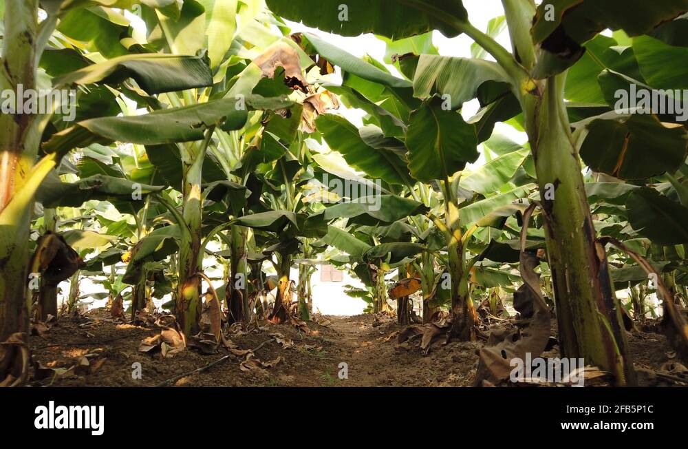 Banana farm in India | Fruit | Farming | Banana Tree Stock Video ...