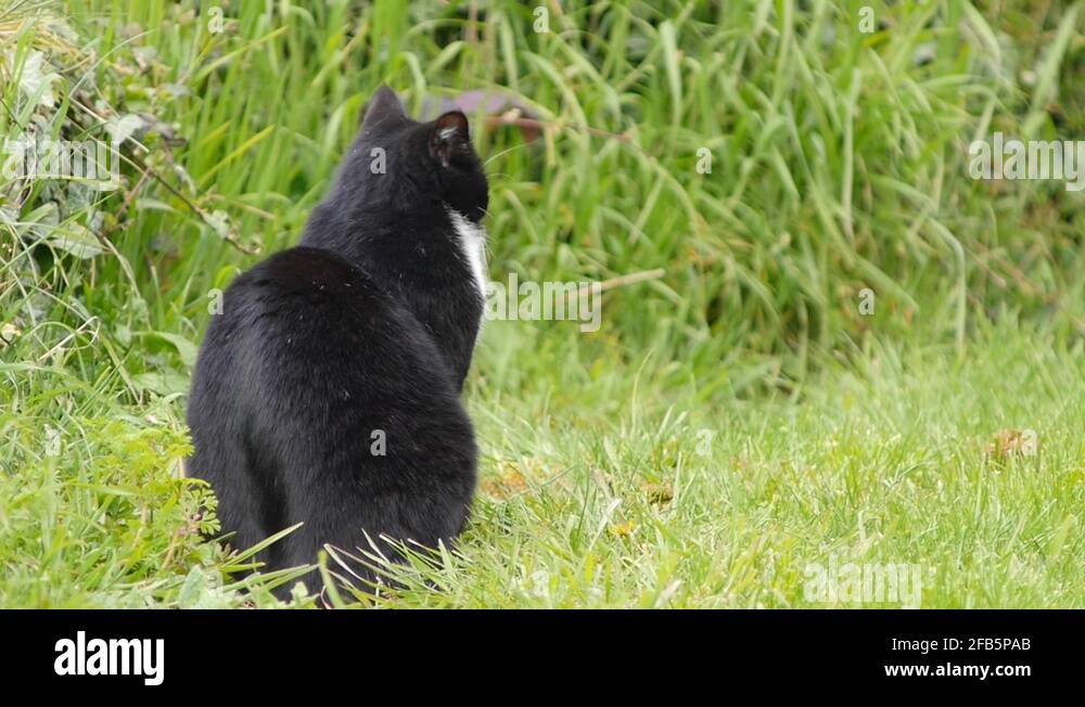 Stare cat Stock Videos & Footage - HD and 4K Video Clips - Alamy