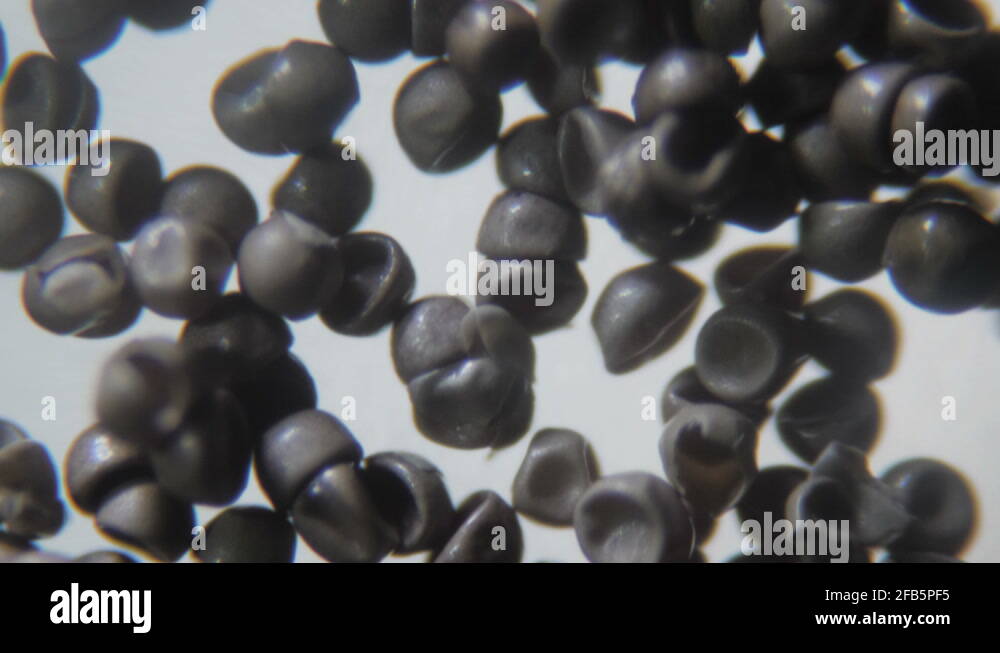 Eggs of brine shrimp under microscope. The microscopic world. Artemia ...