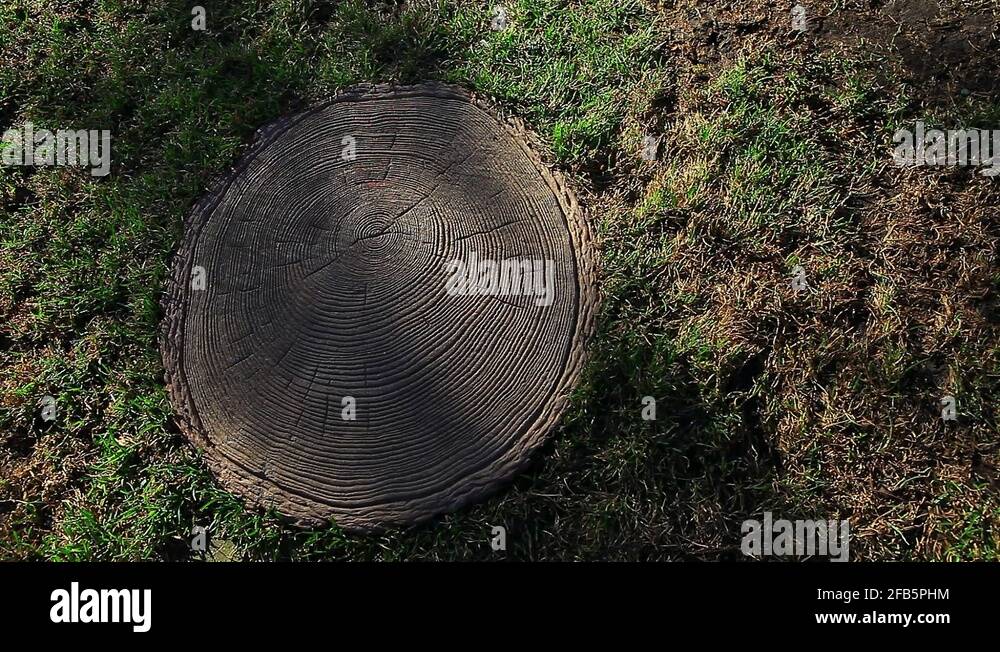 Large tree shadow garden Stock Videos & Footage - HD and 4K Video Clips ...