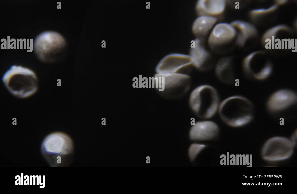 Eggs of brine shrimp under microscope. The microscopic world. Artemia ...