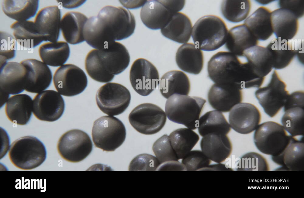 Brine shrimp eggs Stock Videos & Footage - HD and 4K Video Clips - Alamy