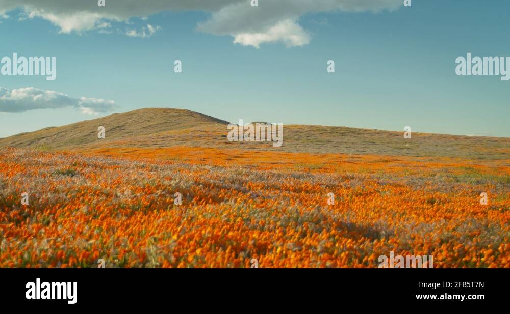 Poppy fields Stock Videos & Footage - HD and 4K Video Clips - Alamy