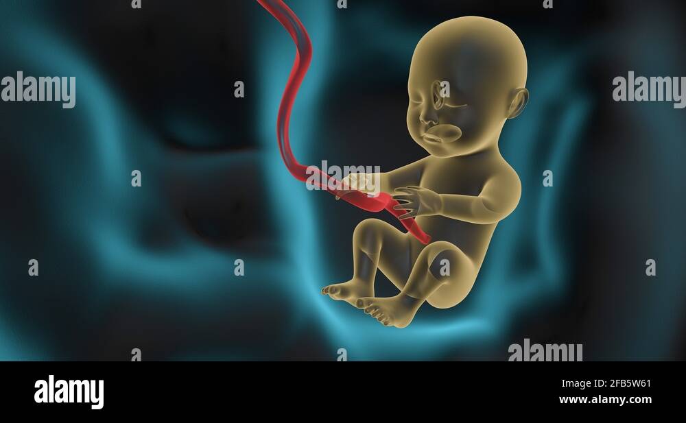 Human fetus inside womb Stock Videos & Footage - HD and 4K Video Clips ...