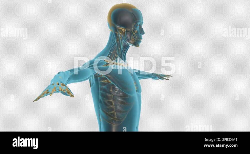 Upper body anatomy Stock Videos & Footage - HD and 4K Video Clips - Alamy