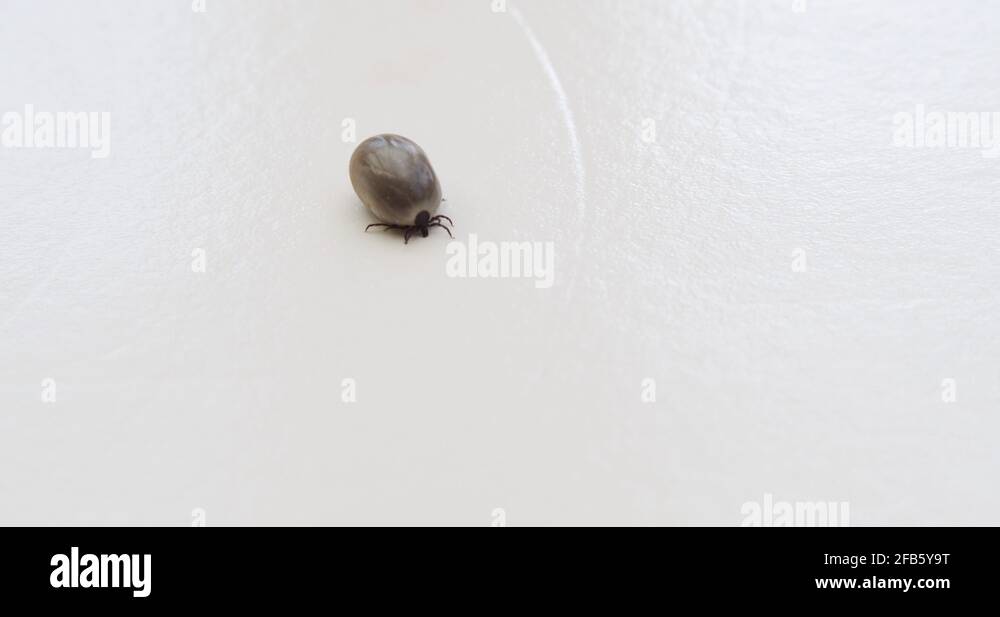 Full tick Stock Videos & Footage - HD and 4K Video Clips - Alamy