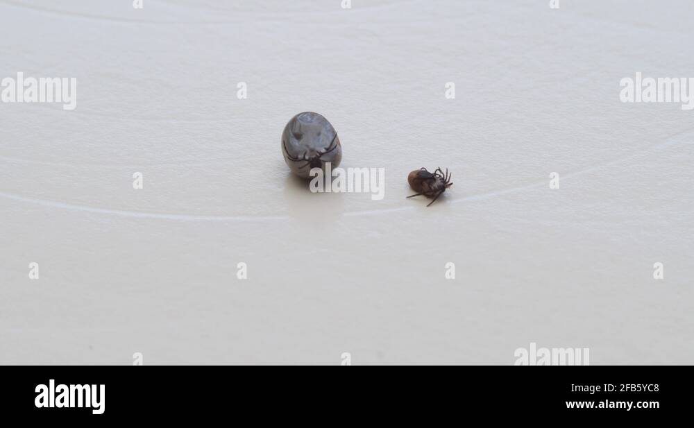 Three ticks laying next to each other, three different stadiums of the ...