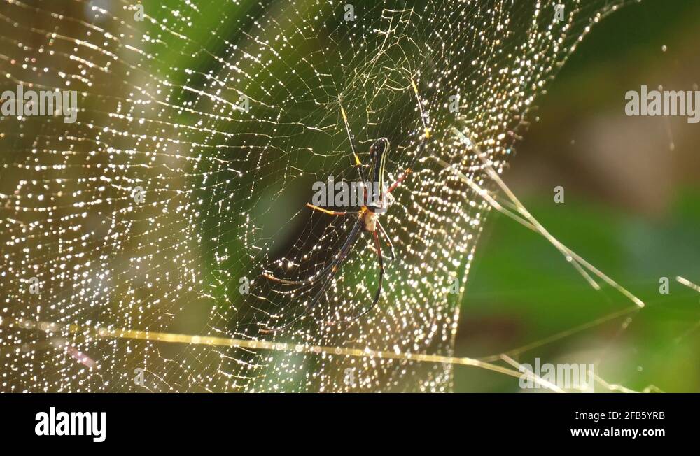 Spider water drops Stock Videos & Footage - HD and 4K Video Clips - Alamy